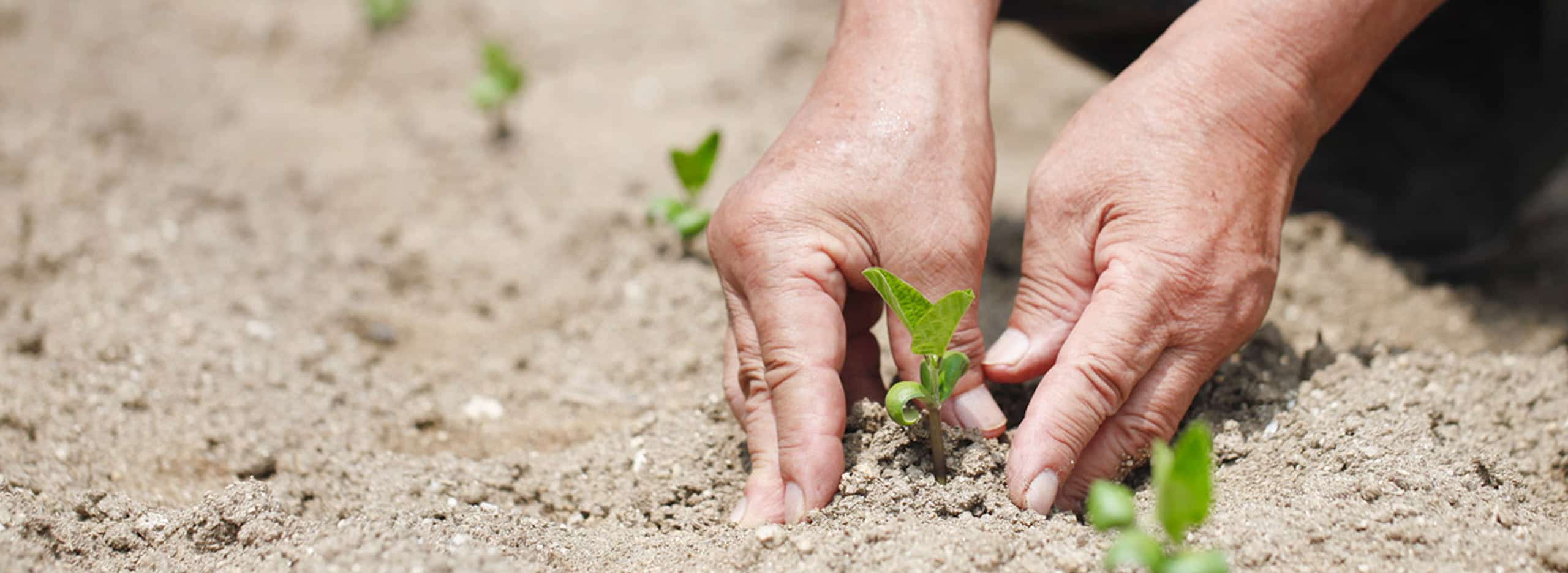 Vegetable Seed Breeding Process | Bakker Brothers